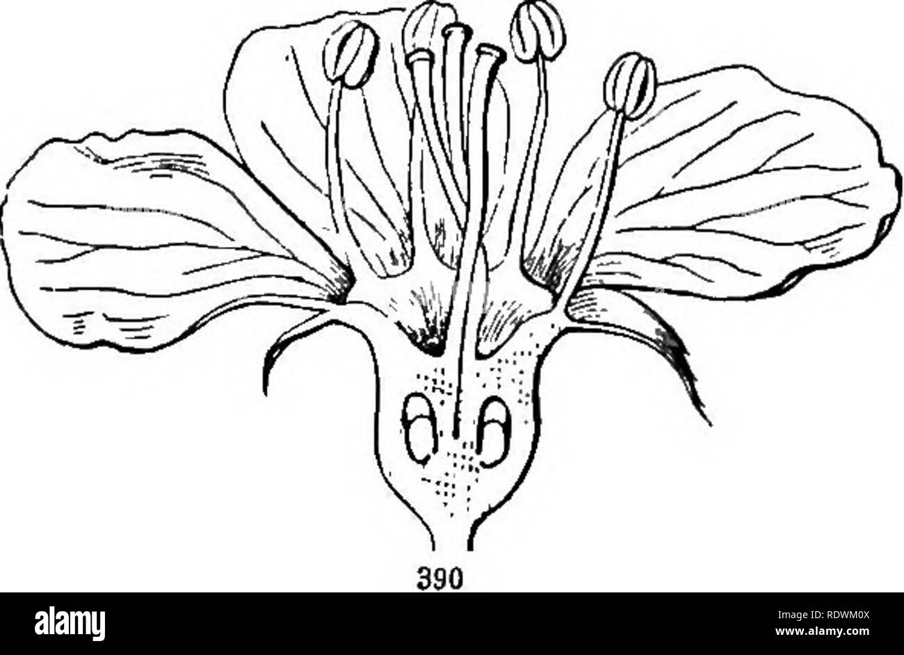 . Introduction to structural and systematic botany, and vegetable ...
