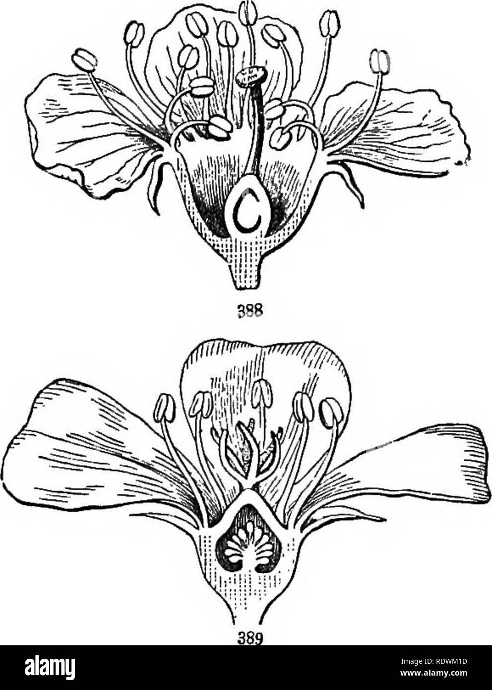 Connate stamens Black and White Stock Photos & Images - Alamy