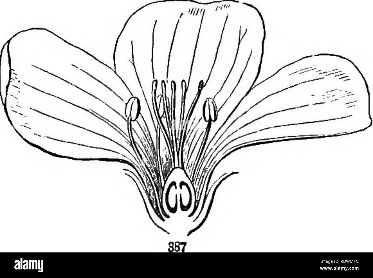 Common gourd Black and White Stock Photos & Images - Alamy