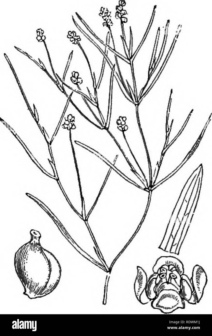 Potamogeton Pusillus