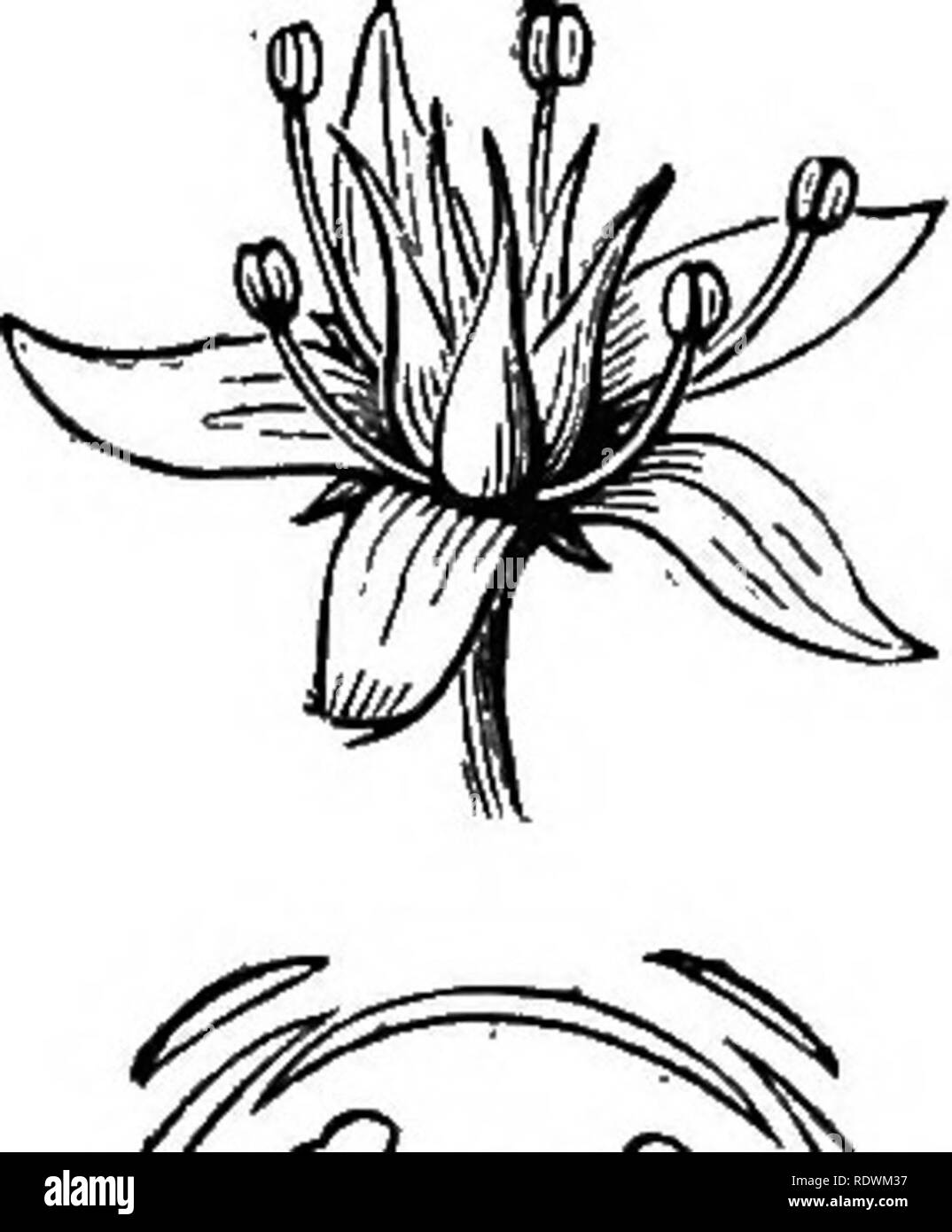 Crassula species Cut Out Stock Images & Pictures - Alamy