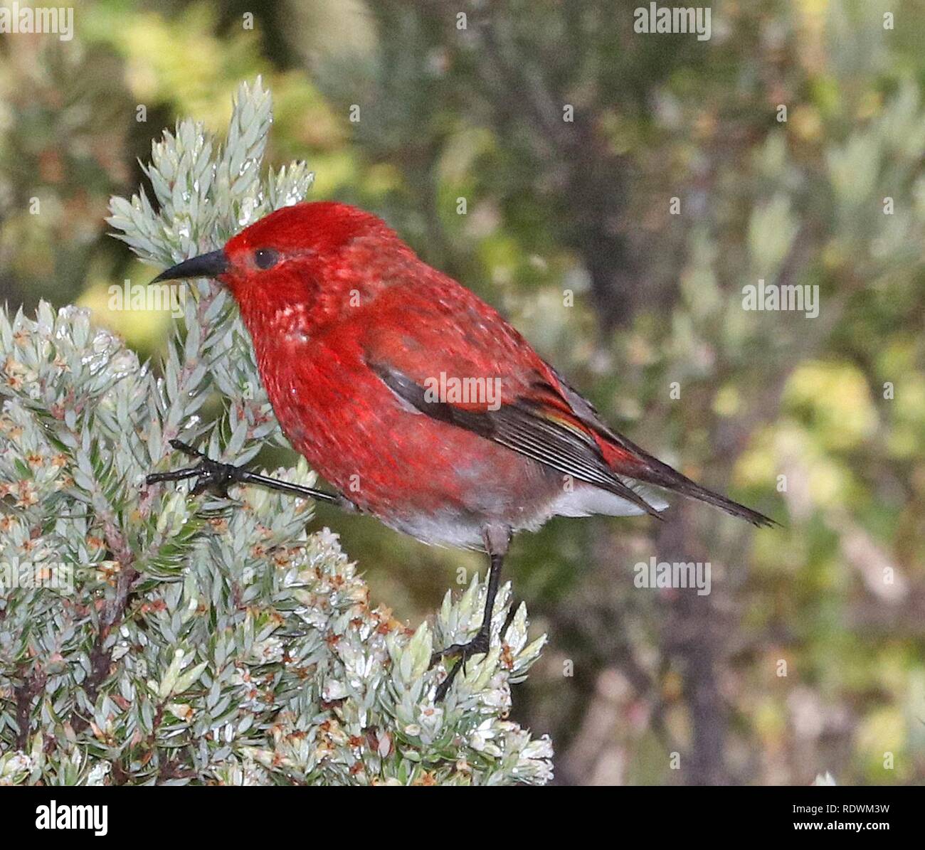 Apapane hi-res stock photography and images - Alamy