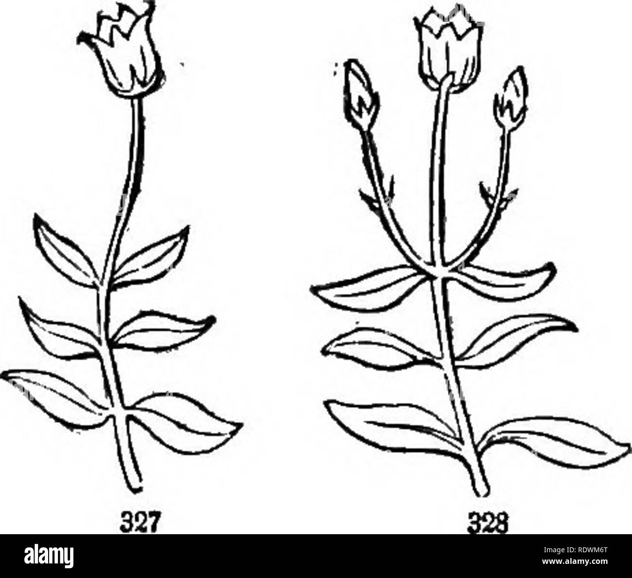 Grapes inflorescence Black and White Stock Photos & Images - Alamy