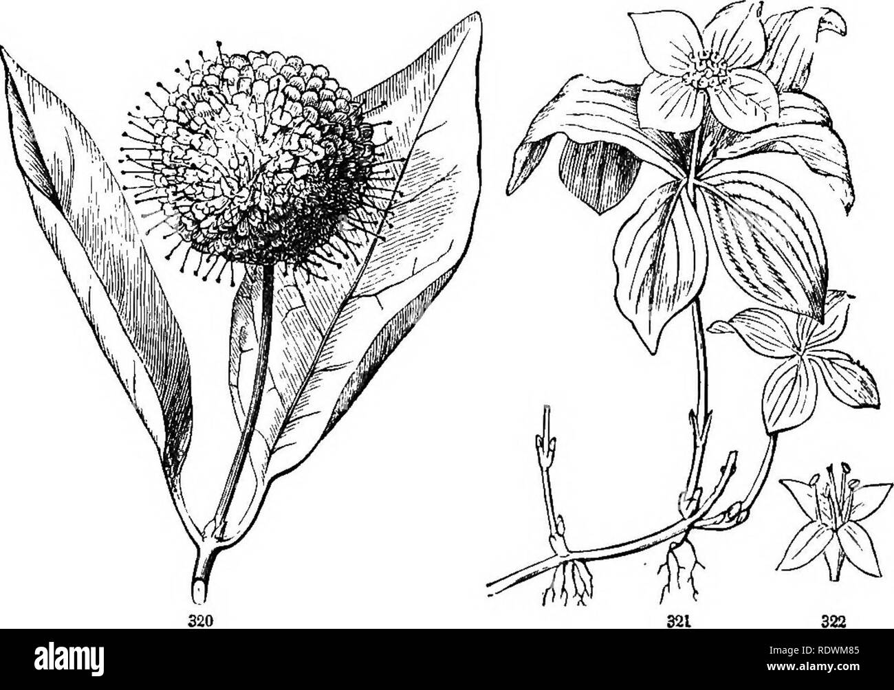 Forms an umbel hi-res stock photography and images - Alamy