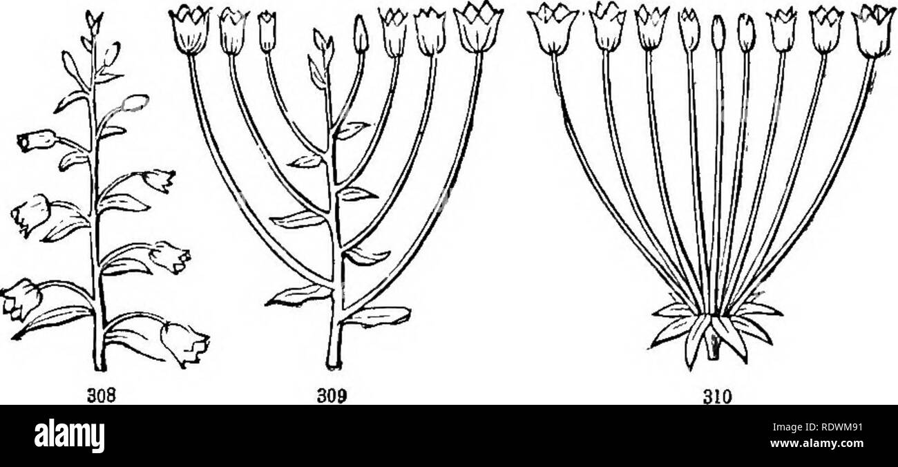 . Introduction to structural and systematic botany, and vegetable ...