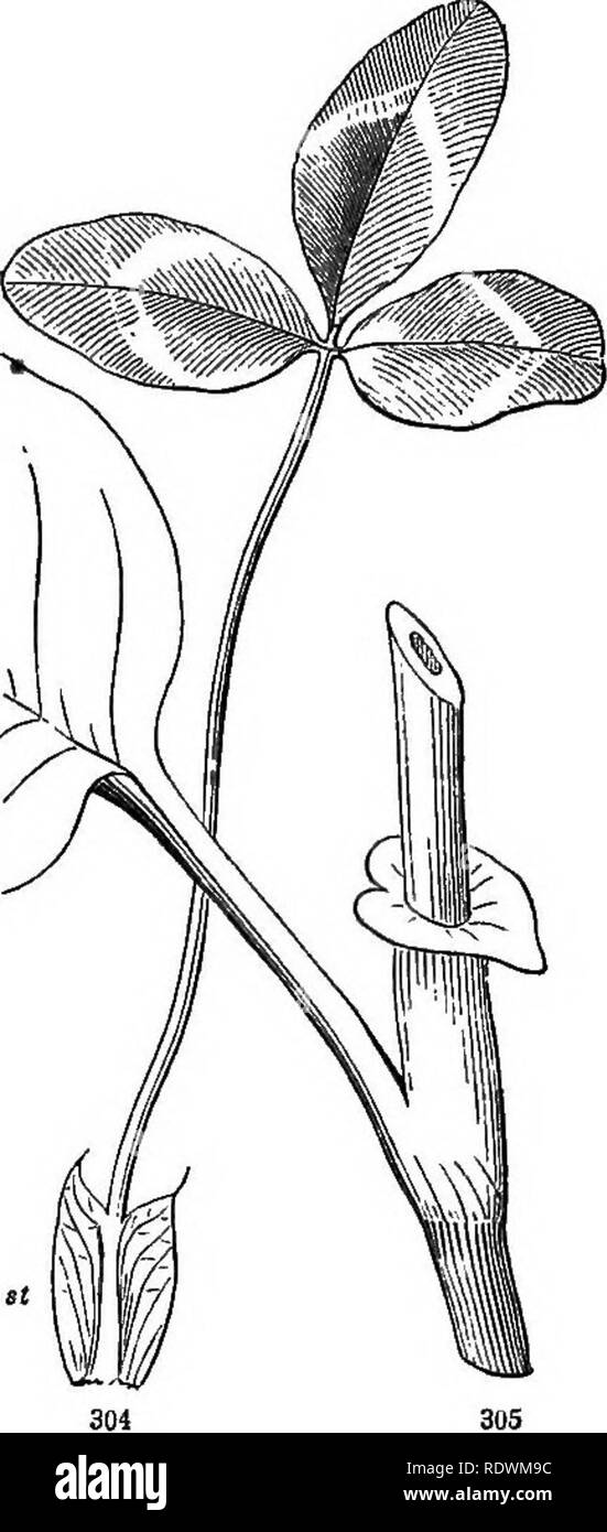 . Introduction to structural and systematic botany, and vegetable ...