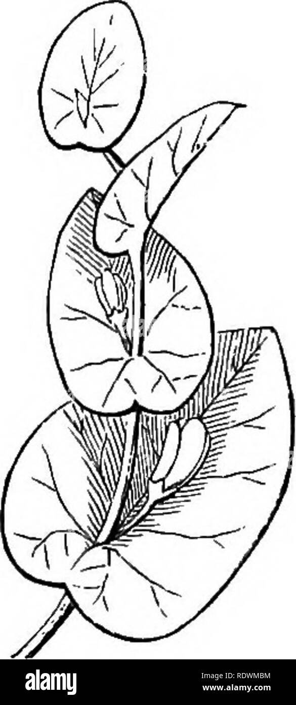 Perfoliate leaves Black and White Stock Photos & Images - Alamy