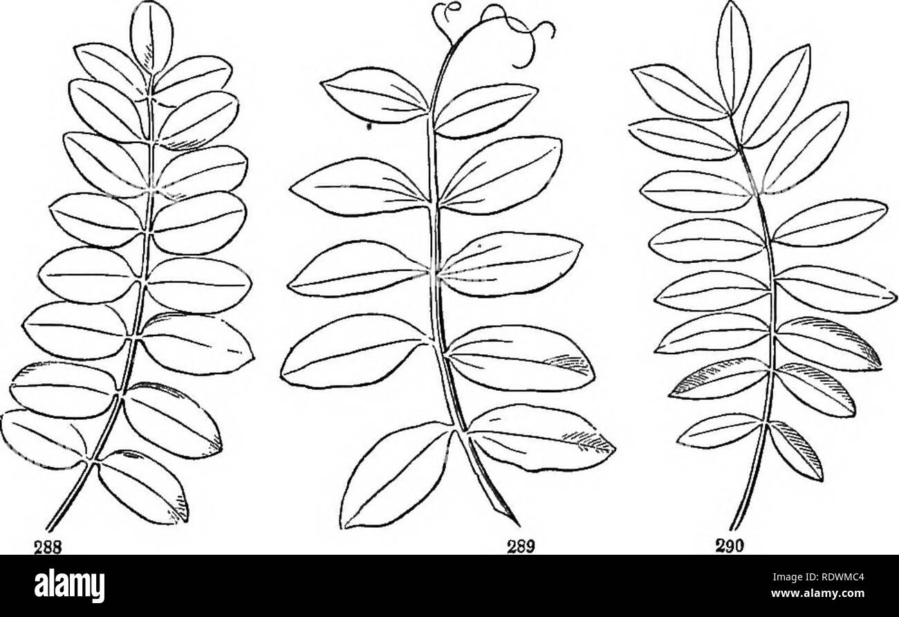 . Introduction to structural and systematic botany, and vegetable ...