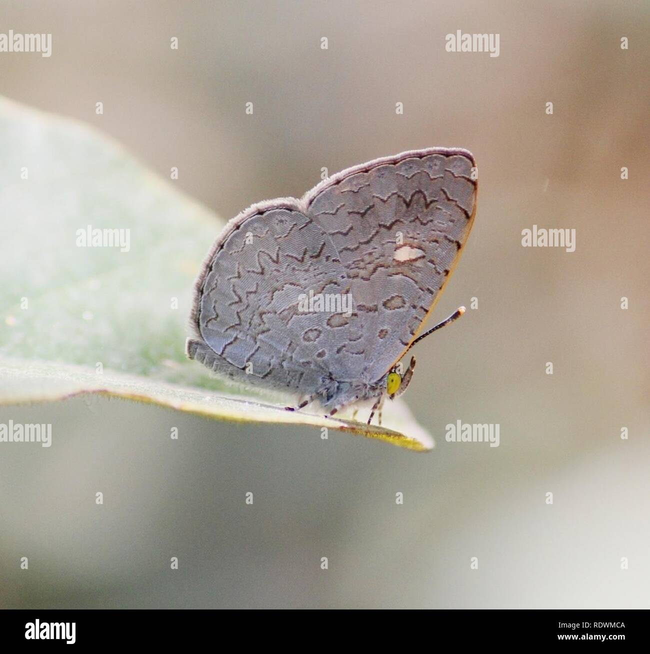 Spalgis hi-res stock photography and images - Alamy