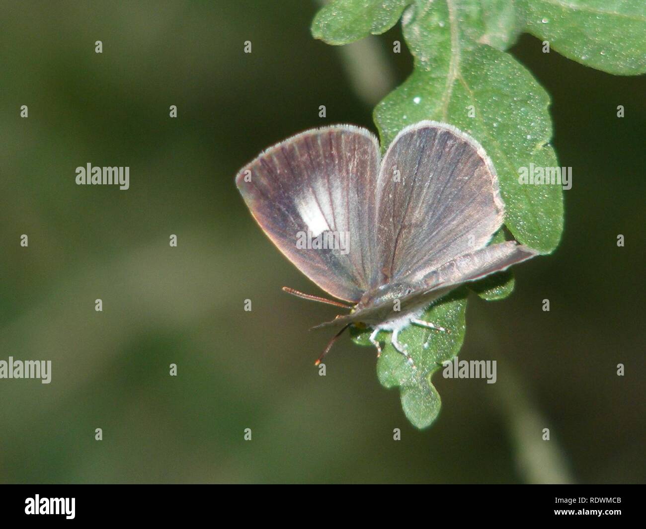 Spalgis hi-res stock photography and images - Alamy