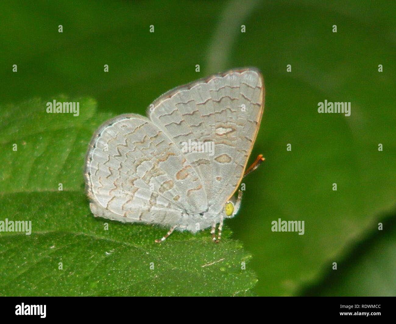 Spalgis hi-res stock photography and images - Alamy