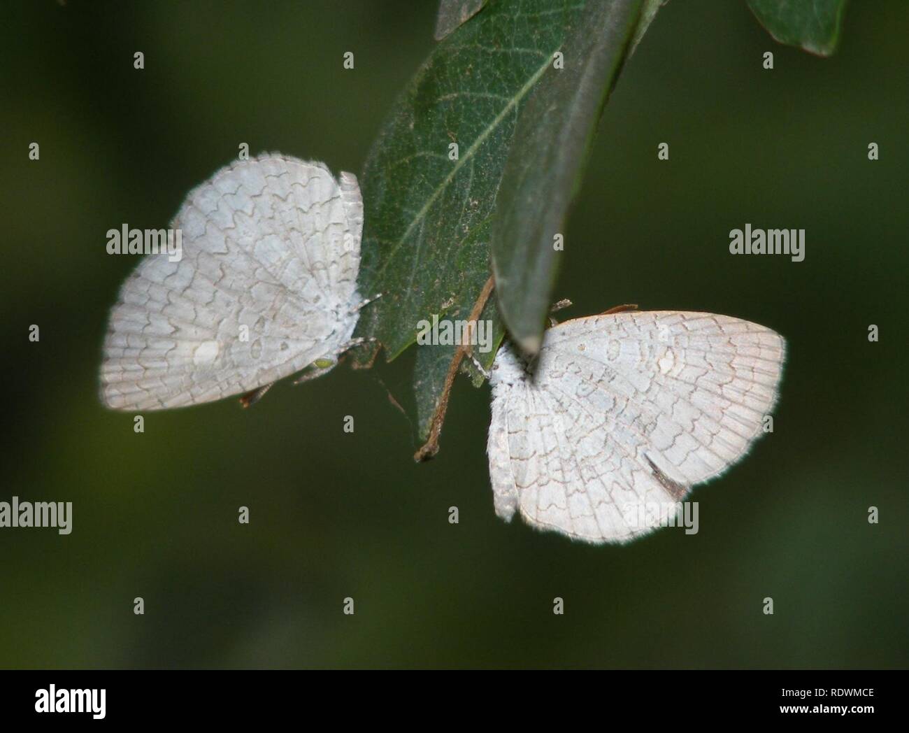 Spalgis hi-res stock photography and images - Alamy
