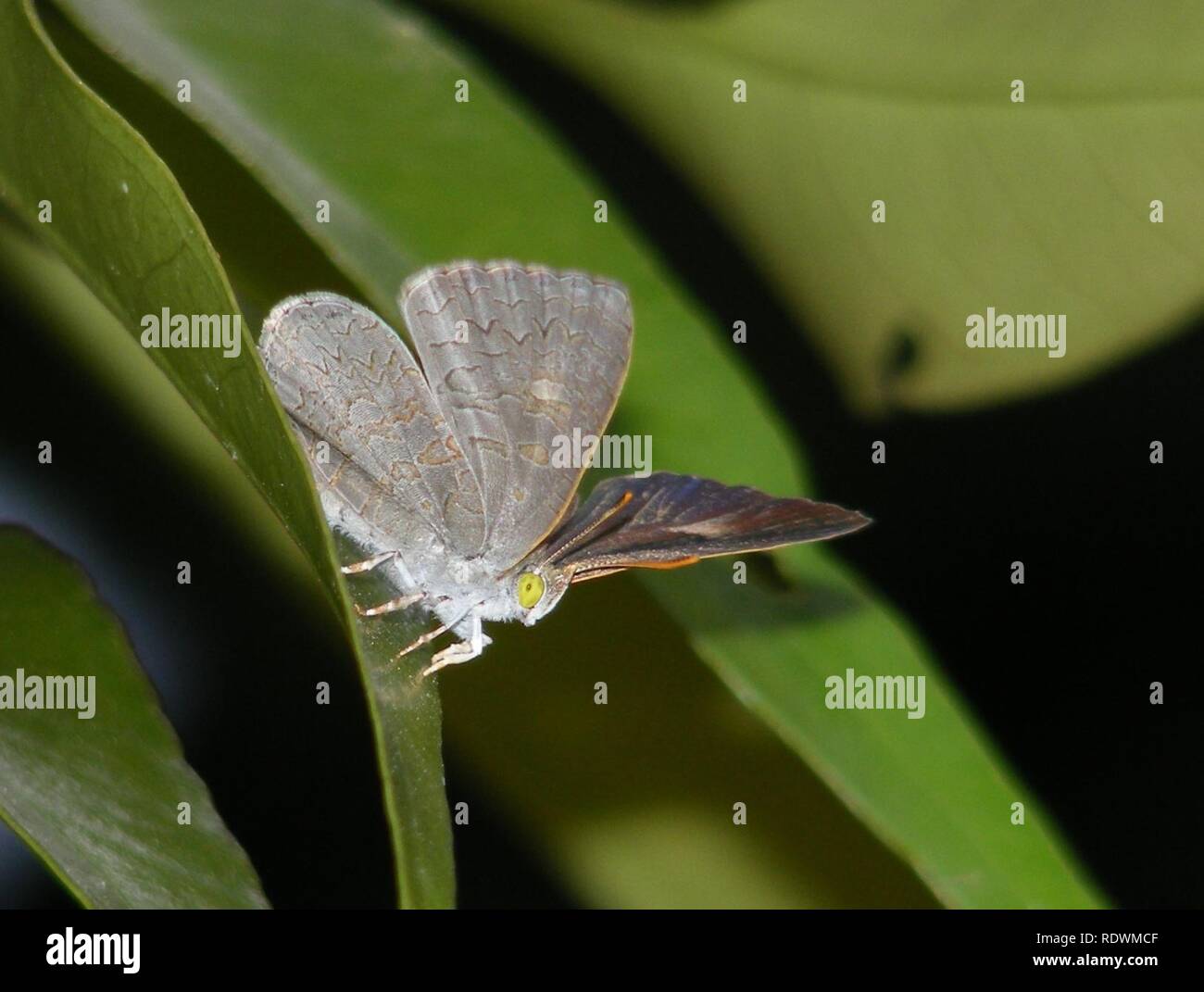 Spalgis hi-res stock photography and images - Alamy