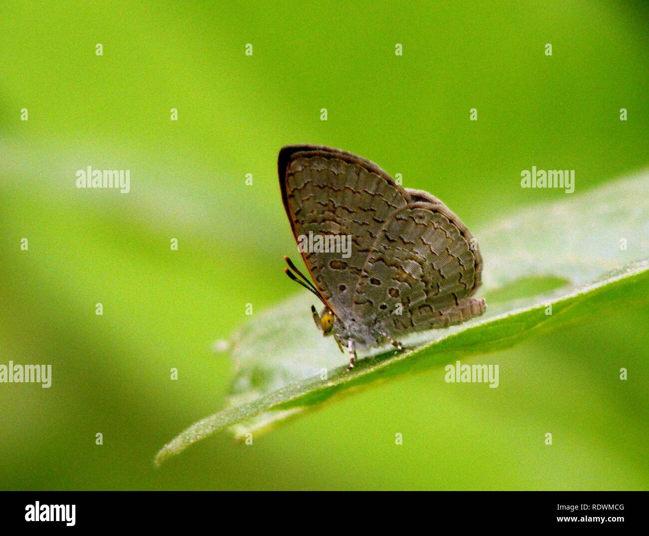 Spalgis hi-res stock photography and images - Alamy