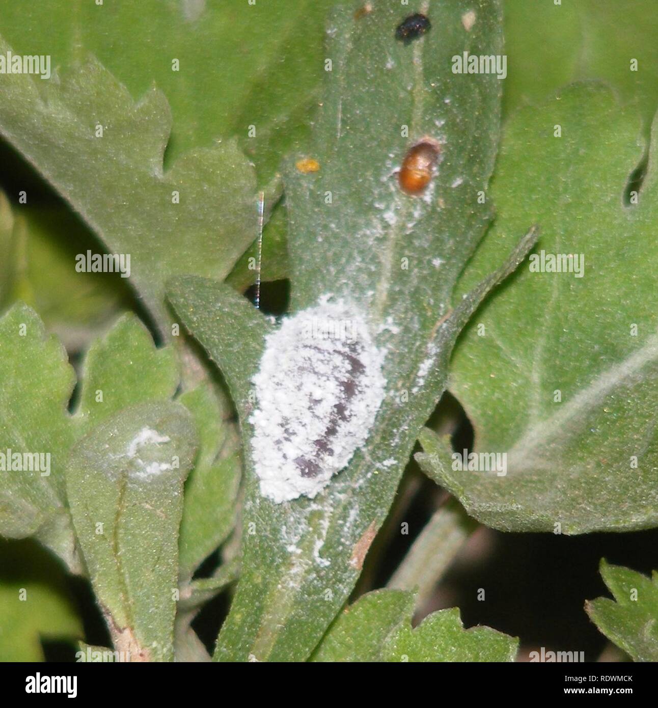 Spalgis hi-res stock photography and images - Alamy