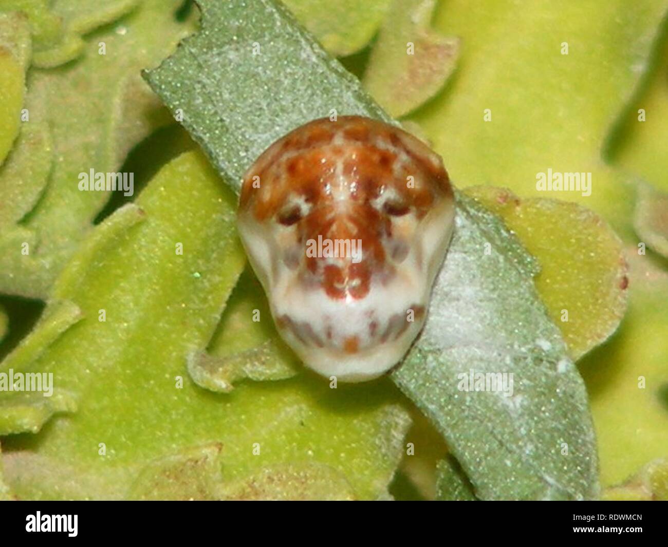 Spalgis hi-res stock photography and images - Alamy
