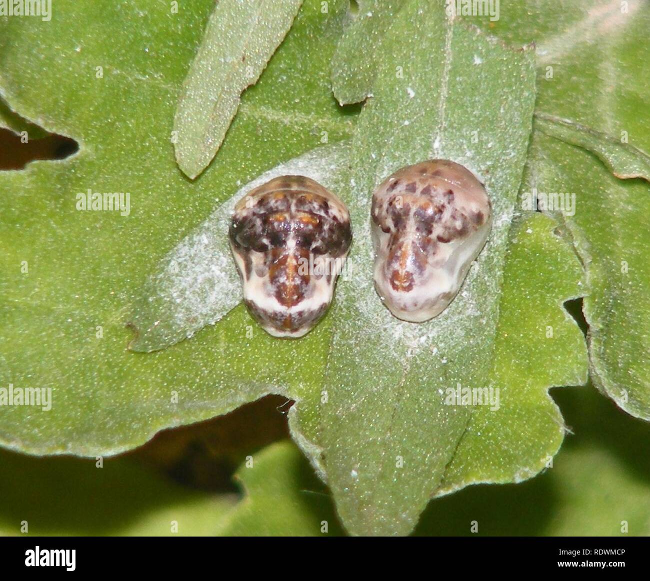 Apefly Spalgis epius Pupa (3666792277 Stock Photo - Alamy