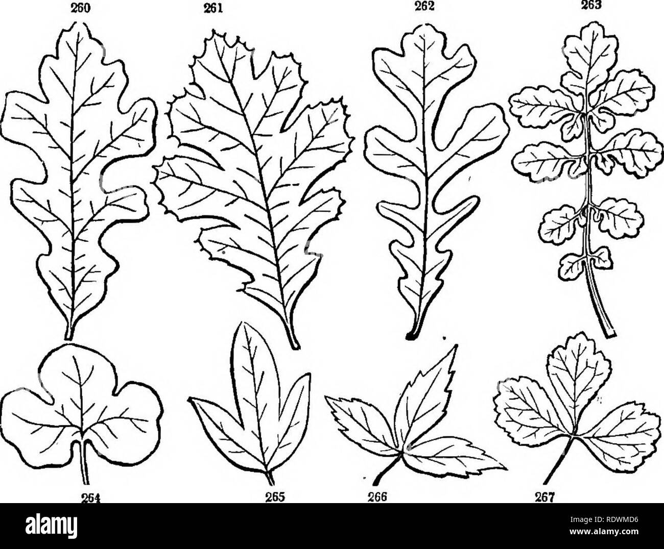 Parted leaf hi-res stock photography and images - Alamy