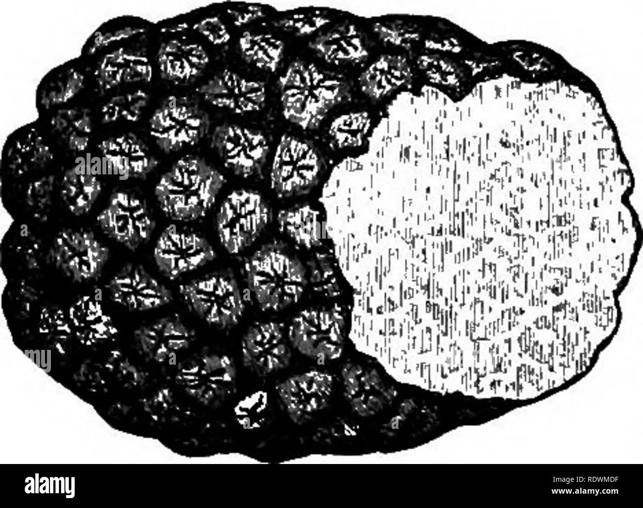 Fluted stem Black and White Stock Photos & Images - Alamy