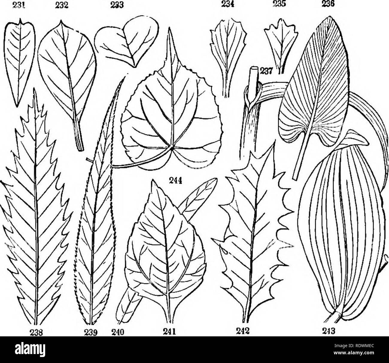 Divergent Coloring Pages