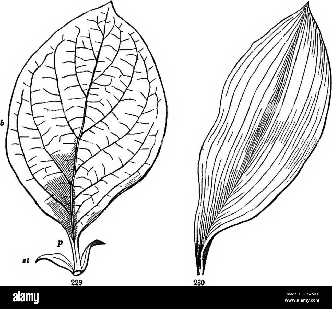 . Introduction to structural and systematic botany, and vegetable ...