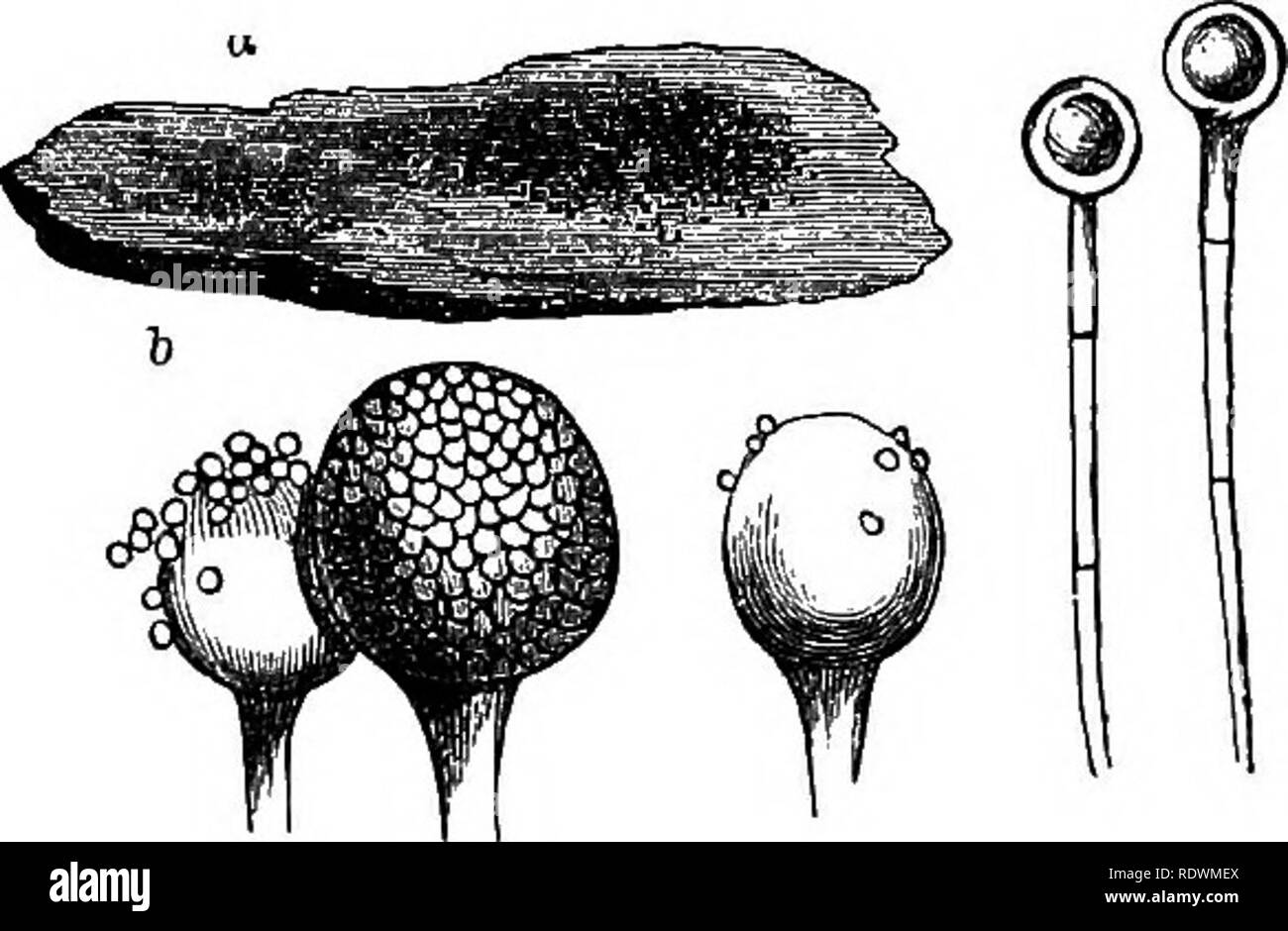 Mucor mucedo hi-res stock photography and images - Alamy