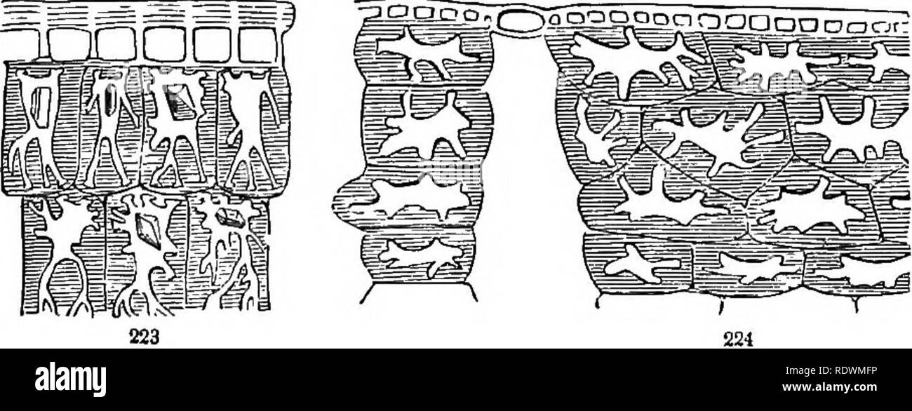 . Introduction to structural and systematic botany, and vegetable ...