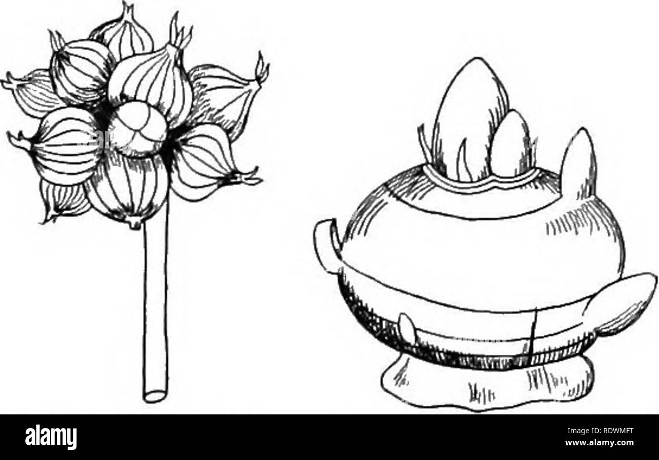 Common corm Black and White Stock Photos & Images - Alamy