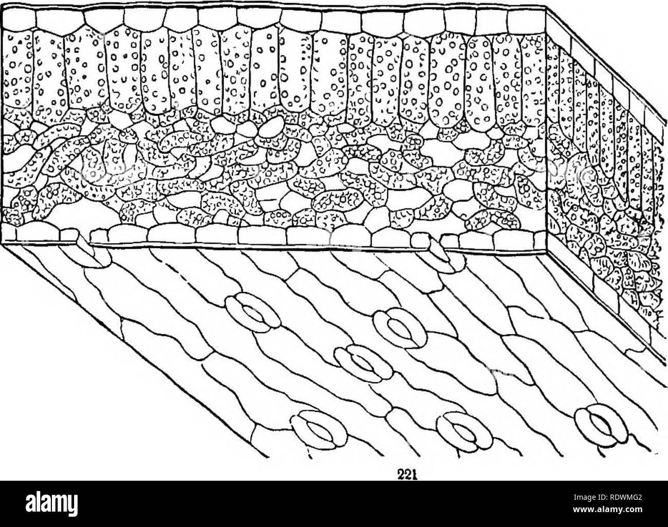 . Introduction to structural and systematic botany, and vegetable ...