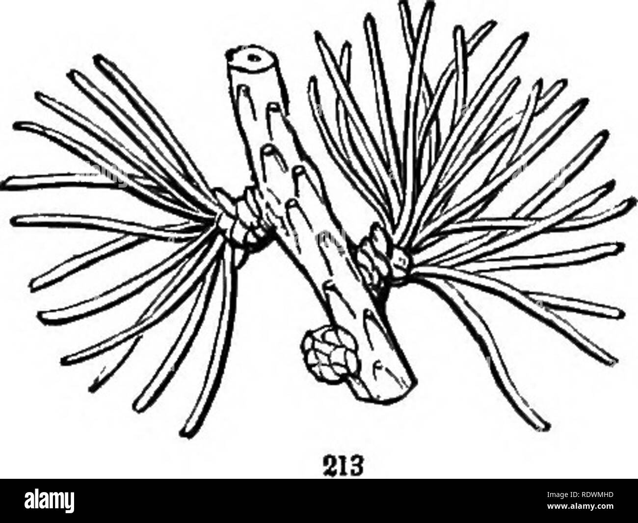 . Introduction to structural and systematic botany, and vegetable ...