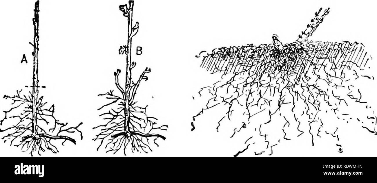 Root cutting propagation Black and White Stock Photos & Images - Alamy