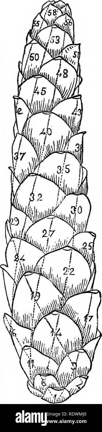 Quincuncial hi-res stock photography and images - Alamy