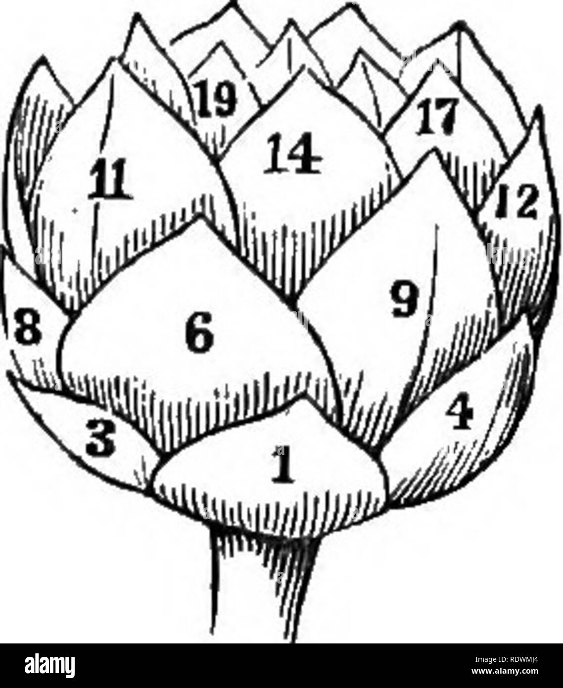 . Introduction to structural and systematic botany, and vegetable ...