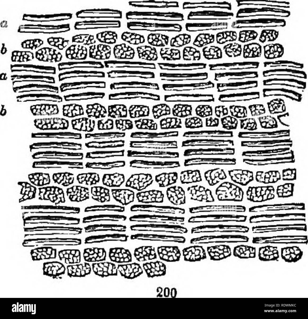 Commonly called the cork oak hi-res stock photography and images - Alamy