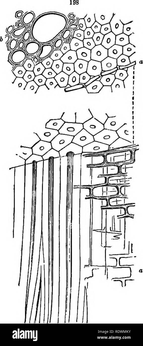. Introduction to structural and systematic botany, and vegetable ...