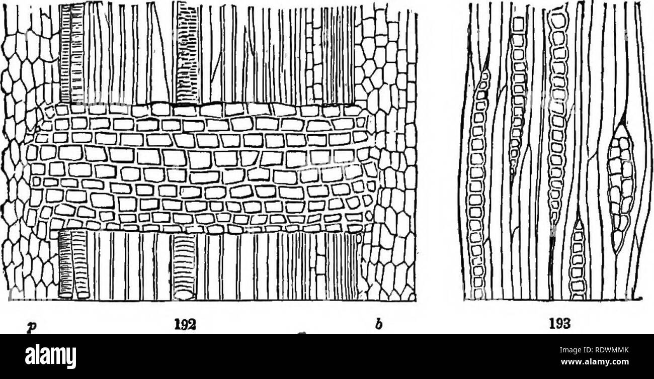 . Introduction to structural and systematic botany, and vegetable ...