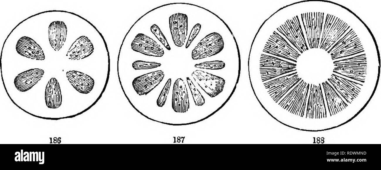 . Introduction to structural and systematic botany, and vegetable ...