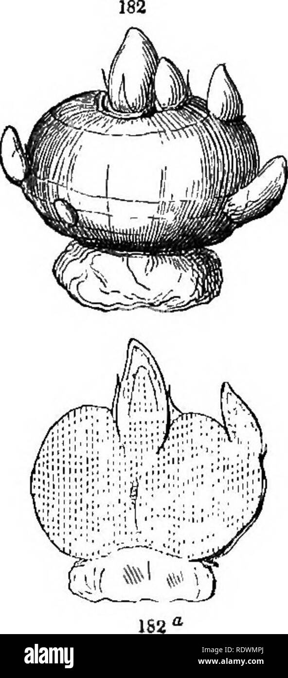 . Introduction to structural and systematic botany, and vegetable ...