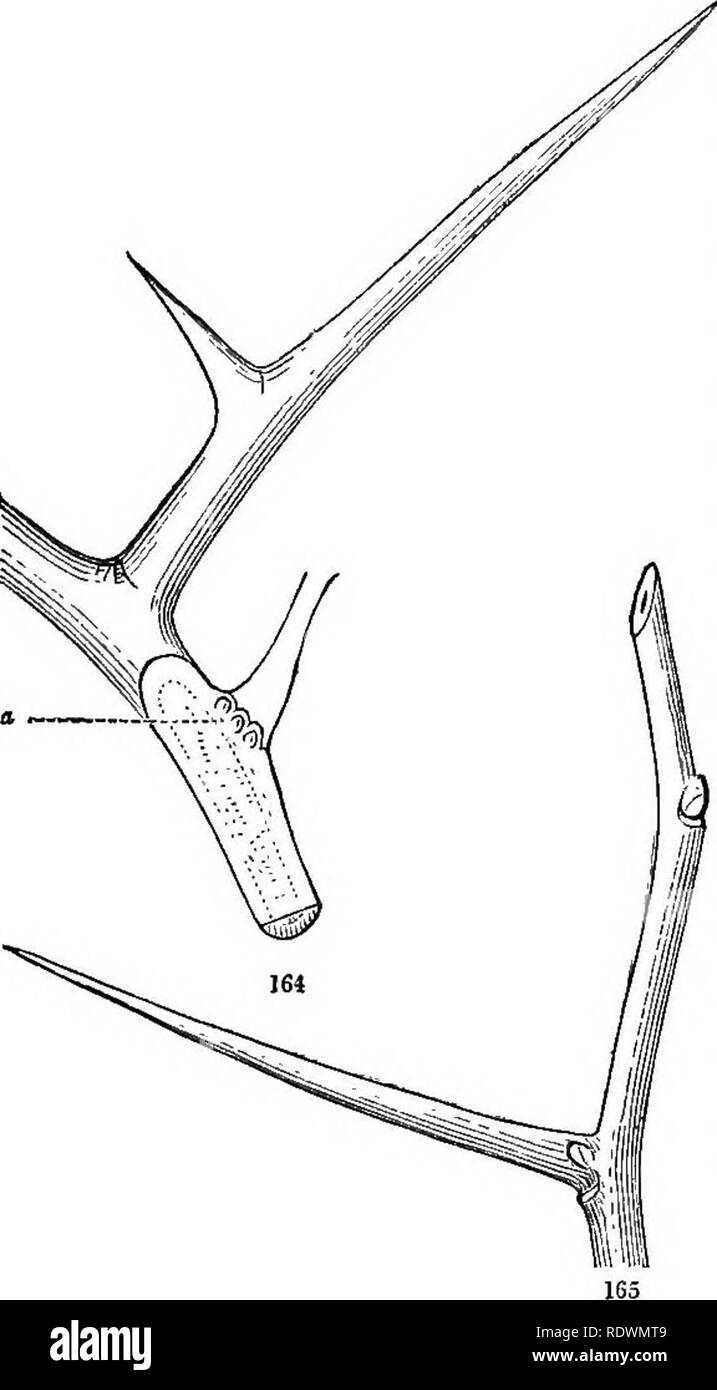 . Introduction to structural and systematic botany, and vegetable ...