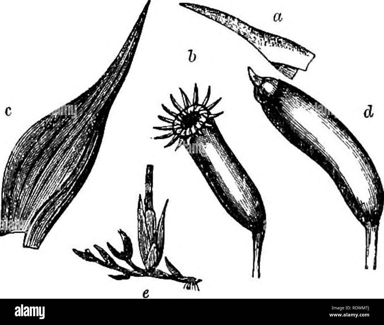 . First forms of vegetation. Botany; Cryptogams. MOSSES. 3S furnishing ...