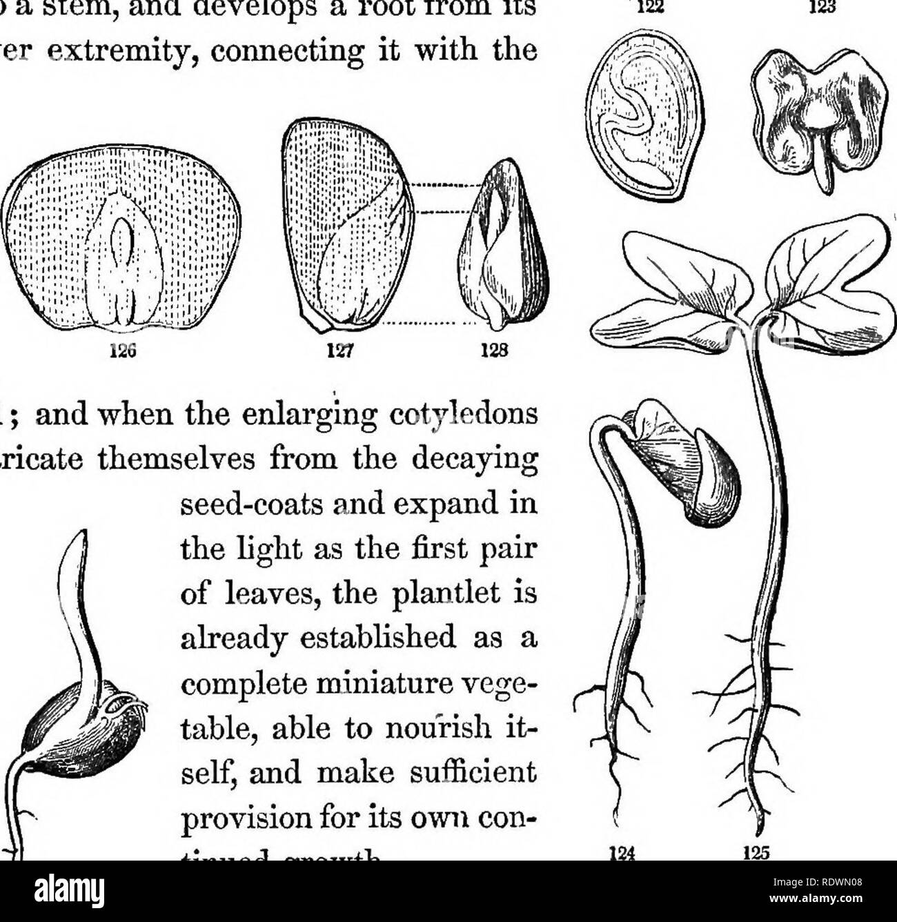 . Introduction to structural and systematic botany, and vegetable ...