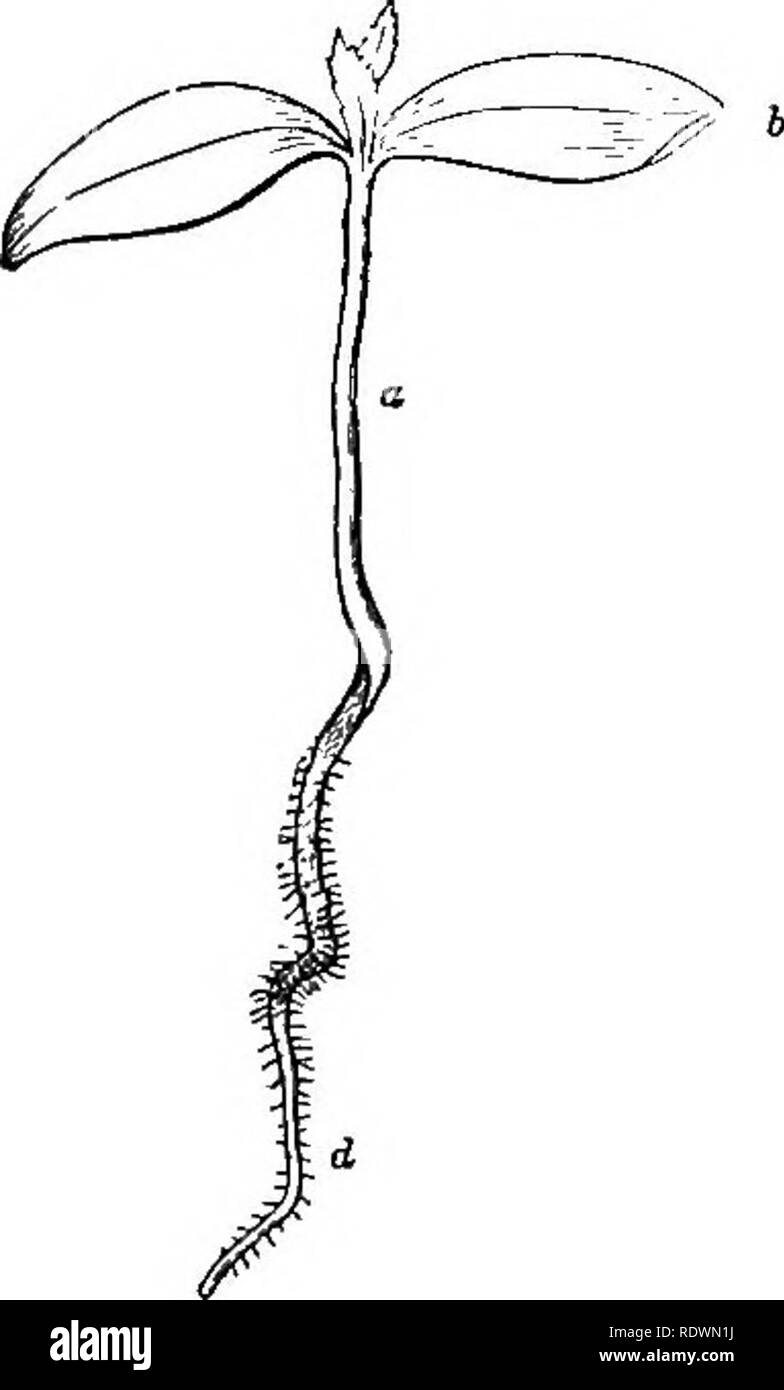 . Introduction to structural and systematic botany, and vegetable ...