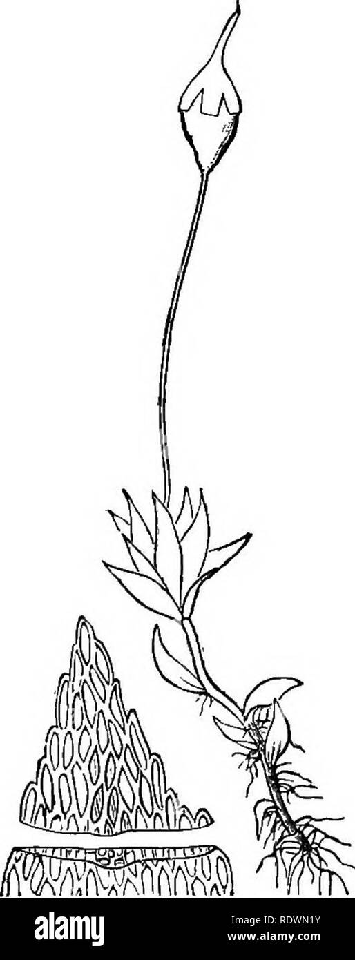 . Introduction to structural and systematic botany, and vegetable ...