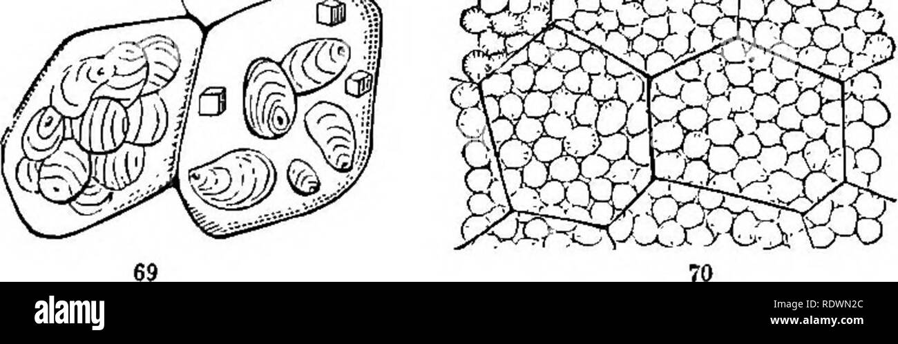 . Introduction to structural and systematic botany, and vegetable ...