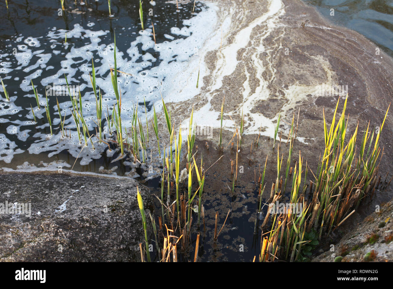 Water pollution at lake Stock Photo - Alamy