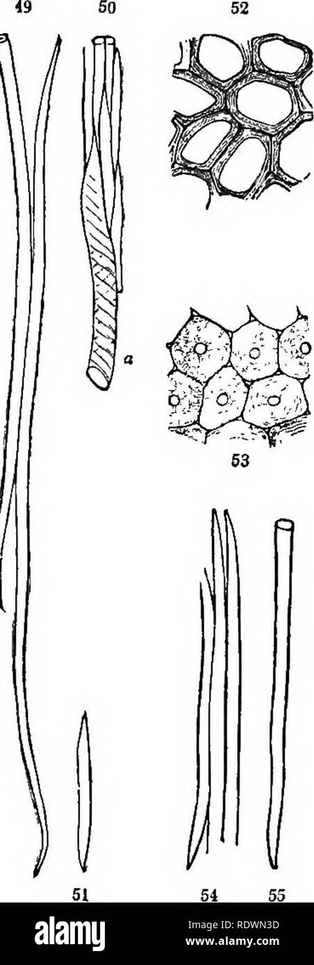 Flexible woody stem Black and White Stock Photos & Images - Alamy