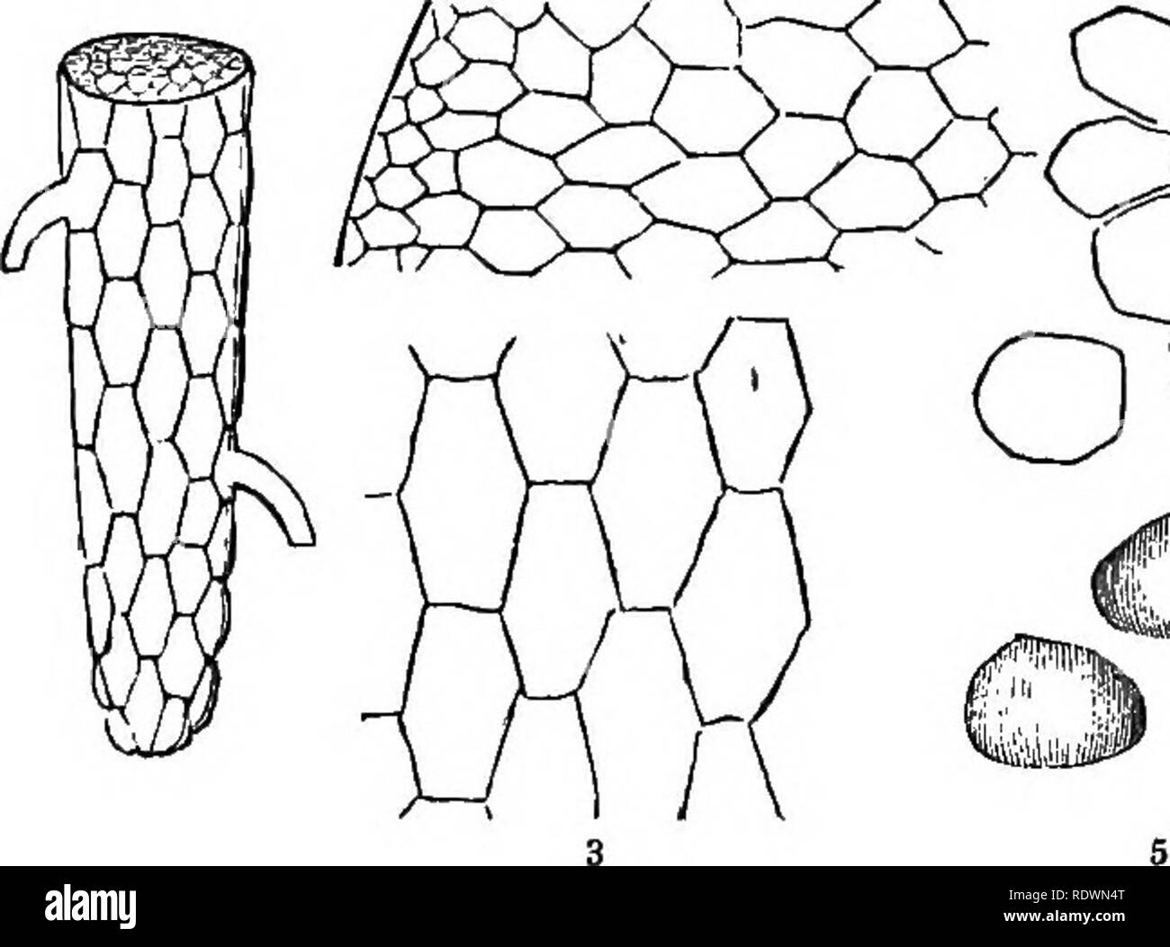 Microscope cross section cross sections hi-res stock photography and ...