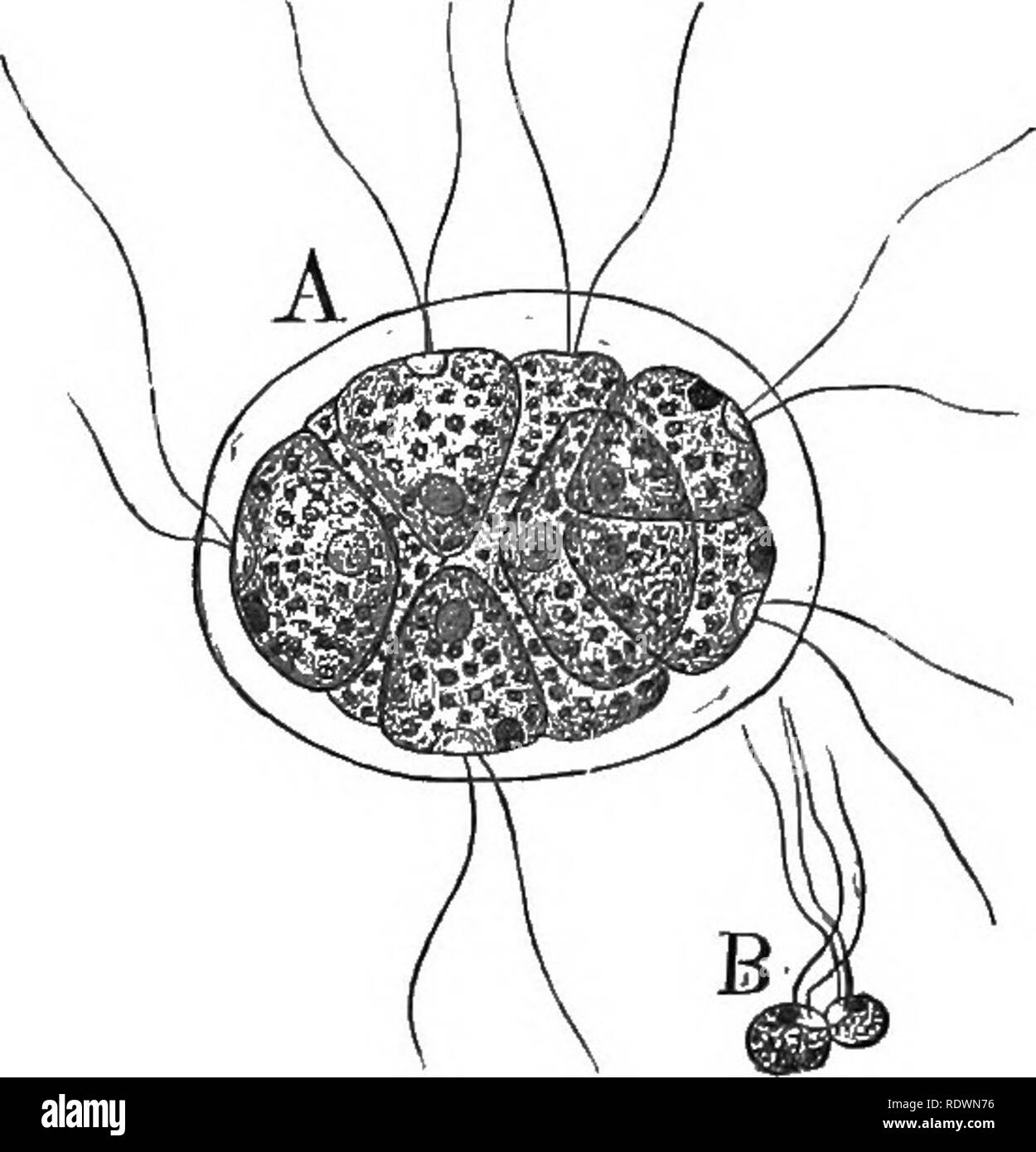 . The evolution of plant life, lower forms. Cryptogams; Plants ...