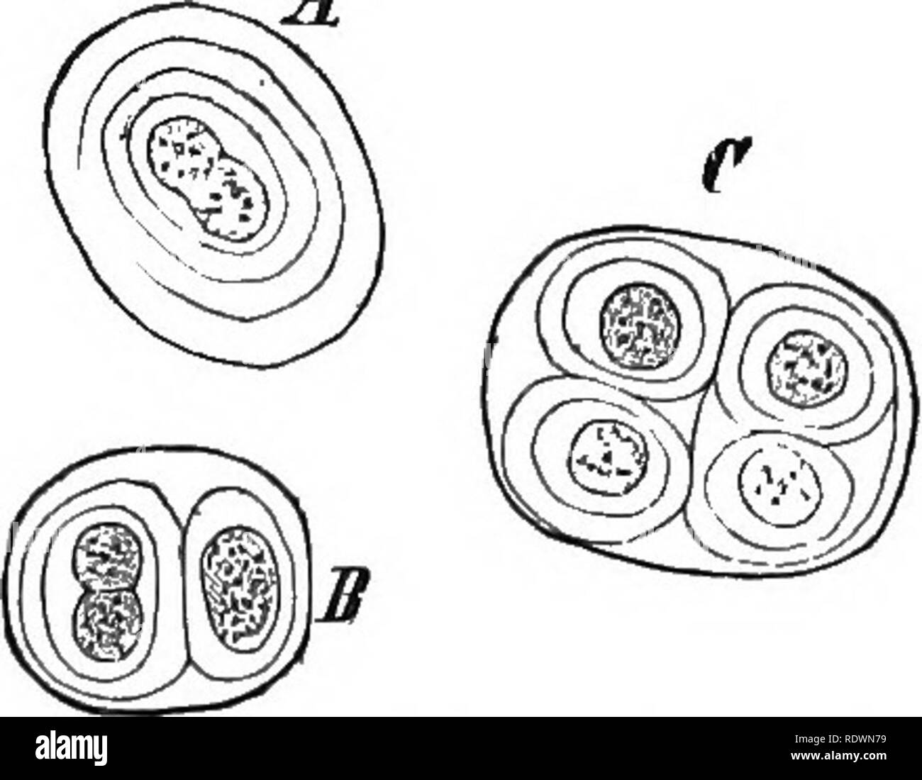 . The evolution of plant life, lower forms. Cryptogams; Plants. 90 ...