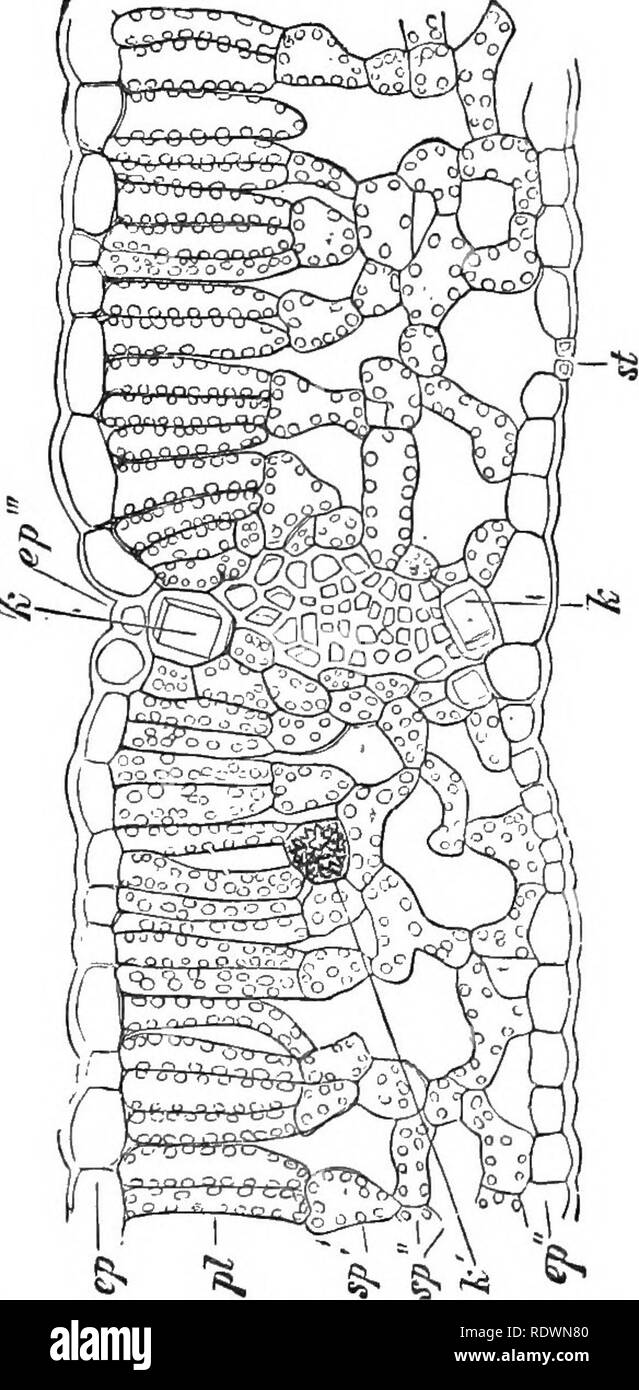 . The evolution of plant life, lower forms. Cryptogams; Plants. LEAF ...